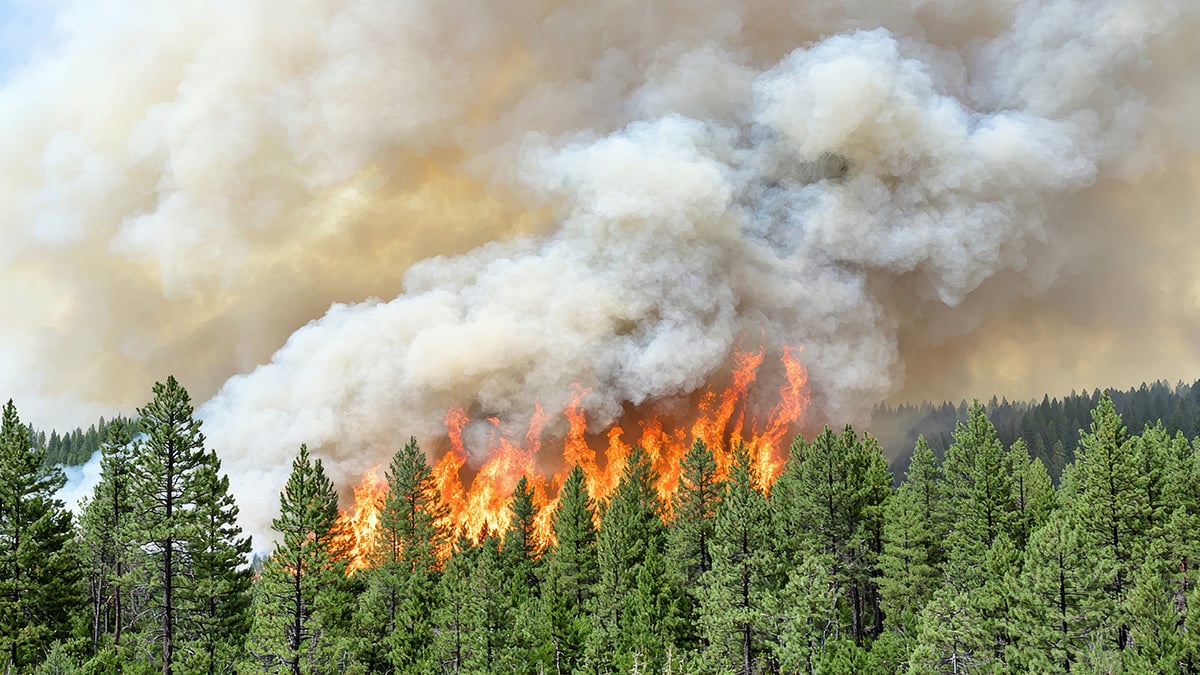 How you can help: Support for wildfire-affected communities